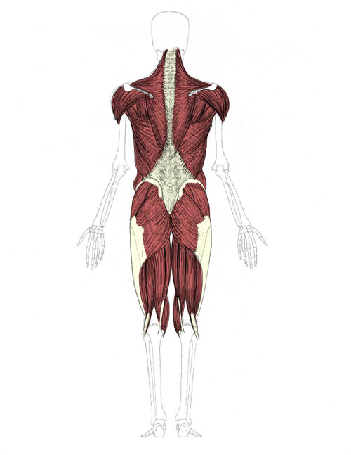 RFX Design: DESIGN • ENERGY • MOTION: Human Anatomy: Ecorchè - Upper ...