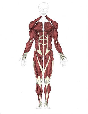 RFX Design: DESIGN • ENERGY • MOTION: Human Anatomy: Ecorchè - Arm Muscles