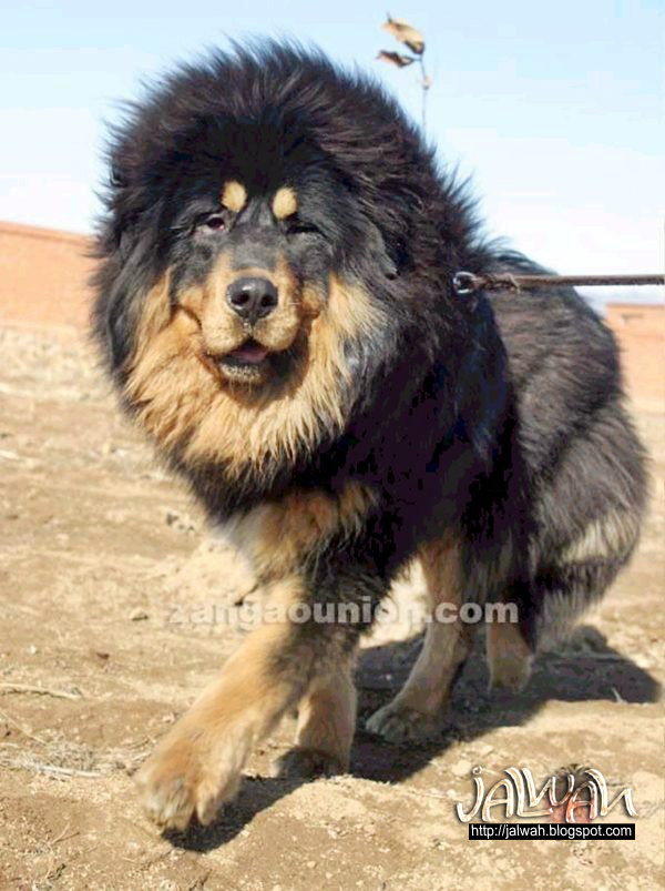 JALWAH: Tibetan Dogs