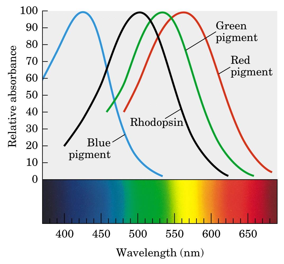 STARGARDT... e dintorni.: STARGARDT: COME FUNZIONA?