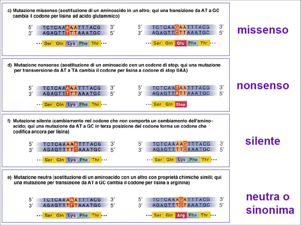 STARGARDT... e dintorni.: MUTAZIONI GENETICHE