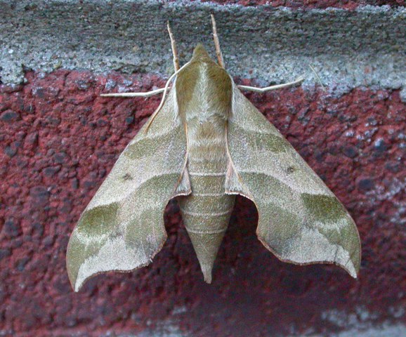 The Opulent Opossum: Virginia Creeper Sphinx Moth