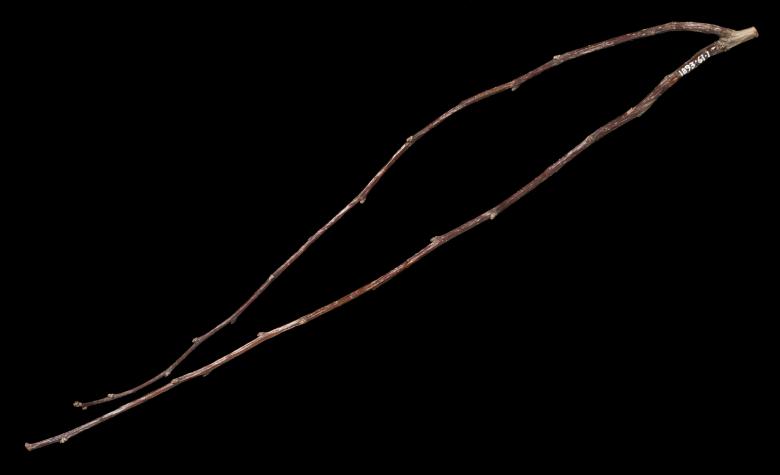 Apunts de Viatge: Water divining rods in the Pitt Rivers Museum