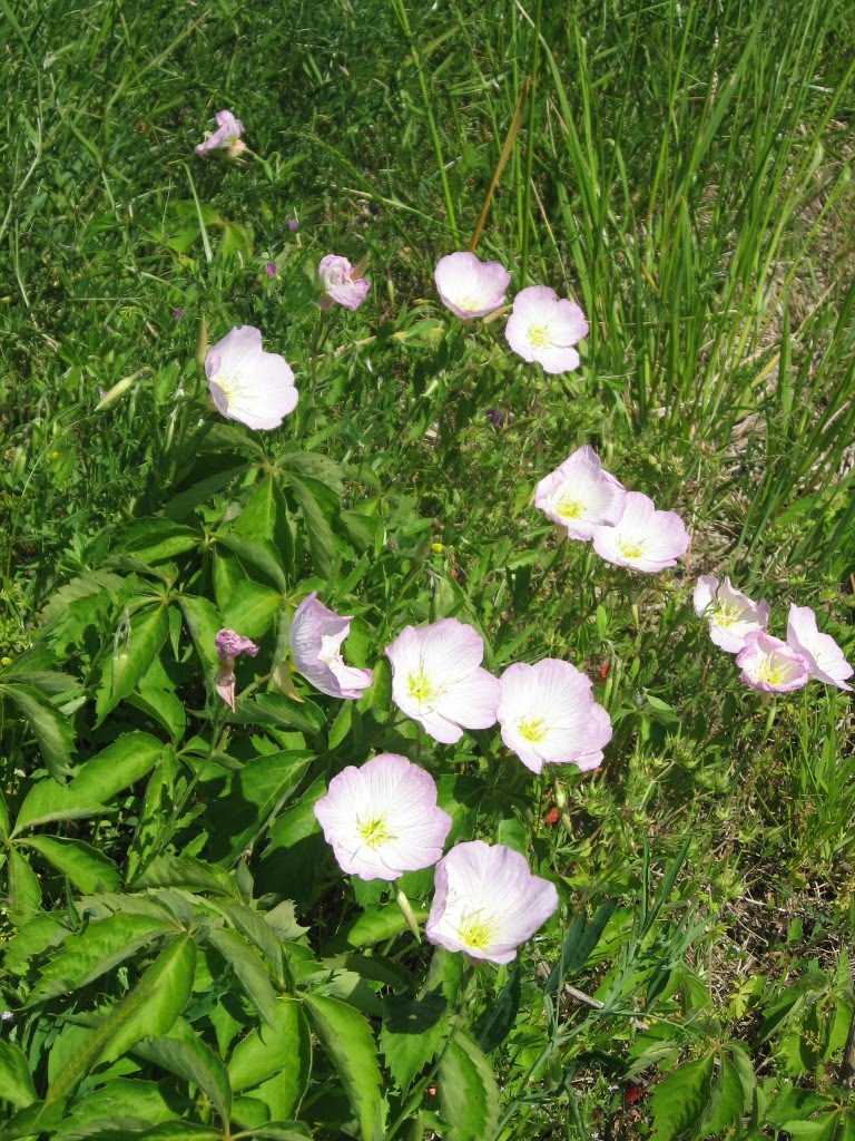 Prairie Places: Evening Prairie Primrose