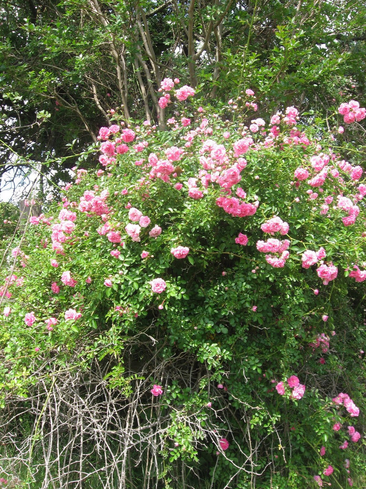 Prairie Places: Little Rose Bush on the Prairie