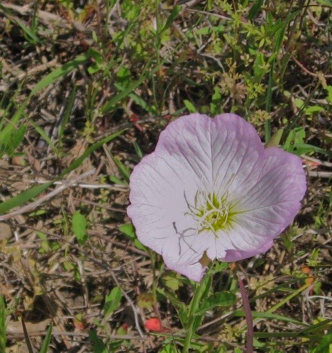 Prairie Places: Pink Prairie Posies