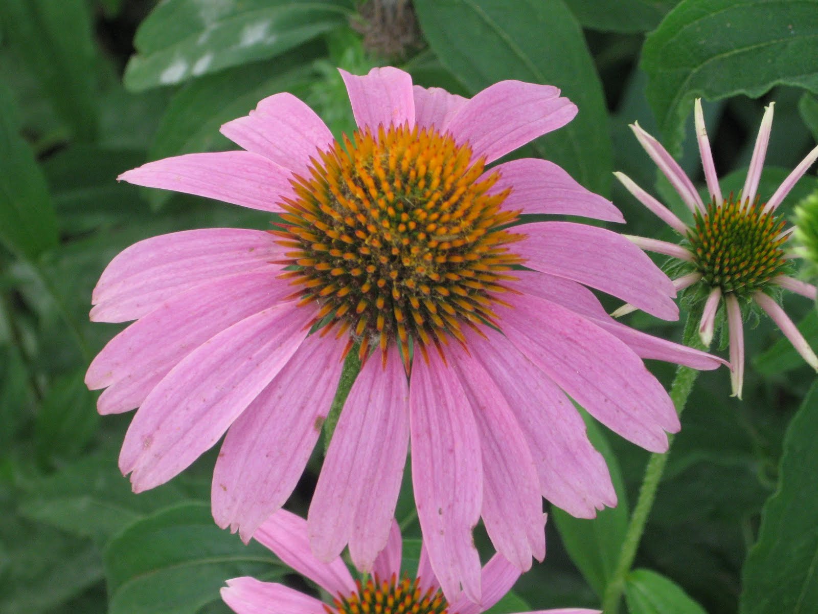 Prairie Places: Pink Prairie Posies