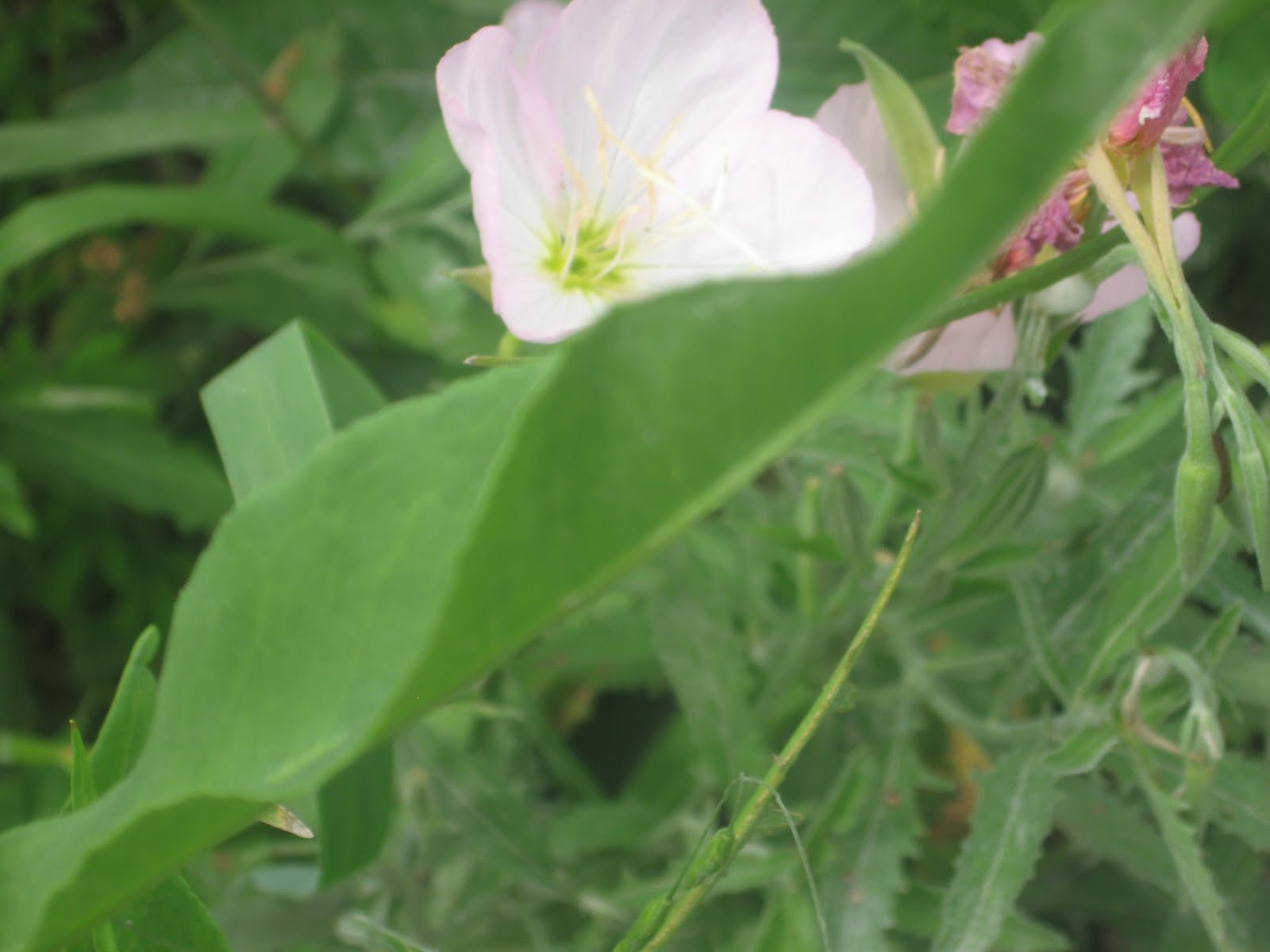 Prairie Places: Pink Prairie Posies