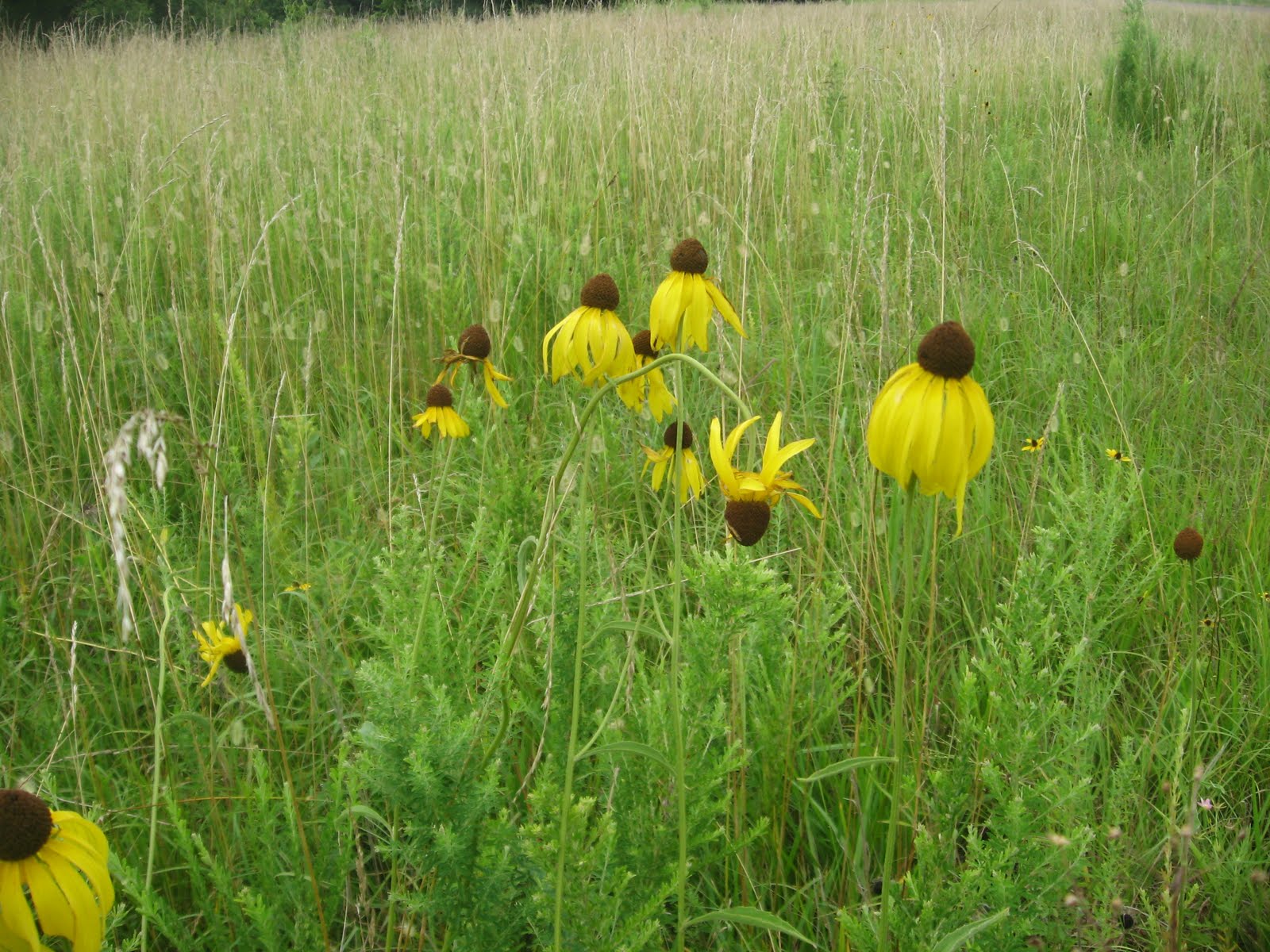 Prairie Places: Cone Flowers