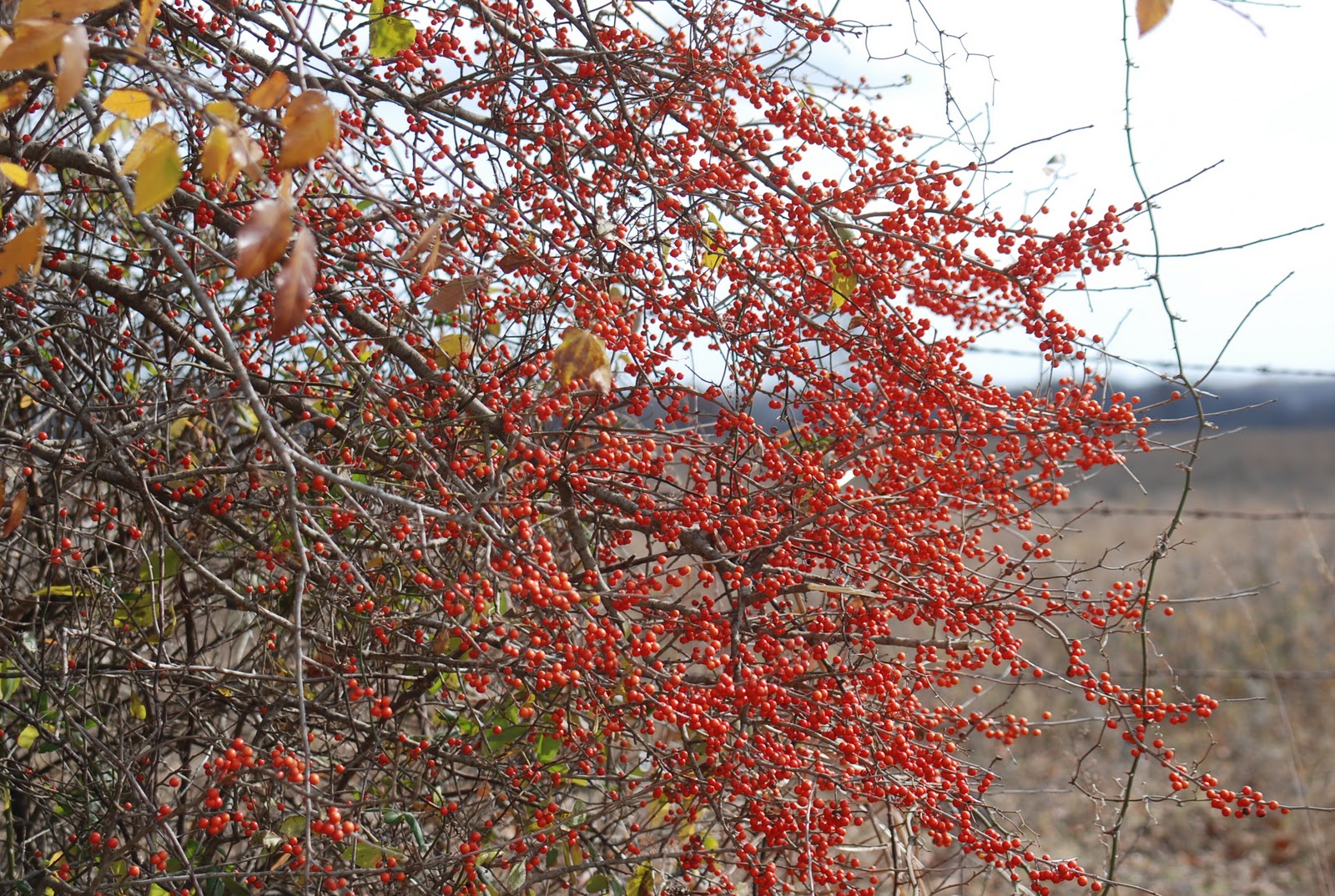 Prairie Places: Hay Fields and Hawks