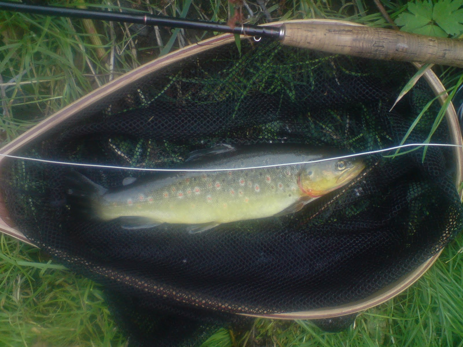 Wild Fishing In The Lothians.: The Water of Leith, from Canonmills to ...