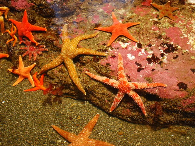 Al's Photography Blog: Scenic Sunday - Seattle Aquarium