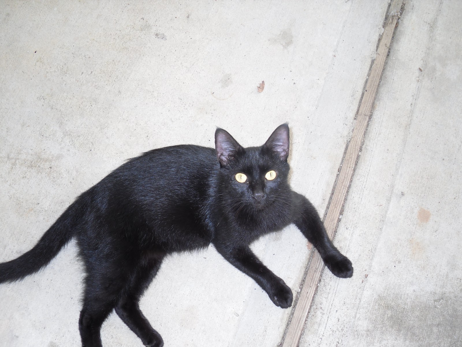 The Circle I Created Called Life: Boo Boo Kitty