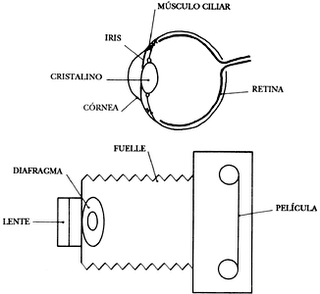 Biología 4to. año - Colegio 17: Fotorreceptores - Visión
