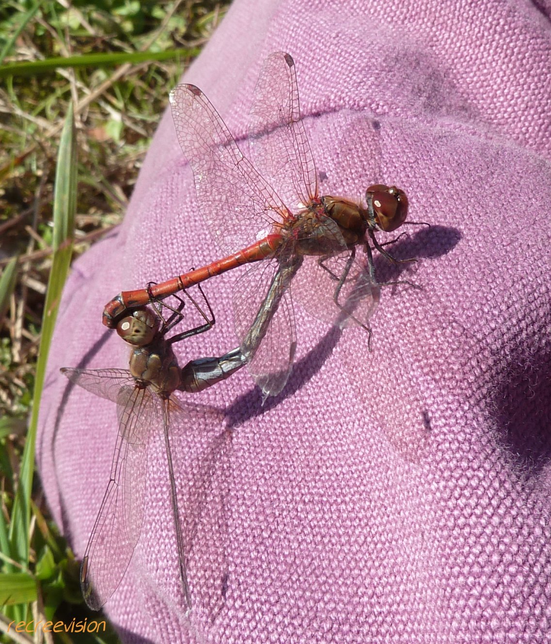 RECREEVISION: ACCOUPLEMENT DE LIBELLULES