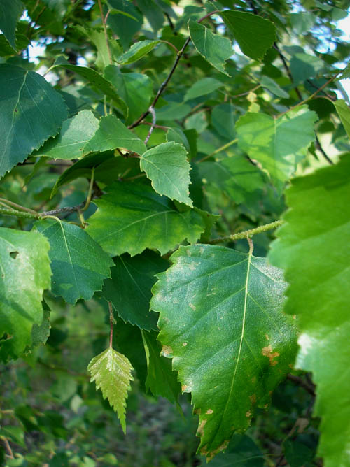 RAVIMTAIMED: ARUKASK