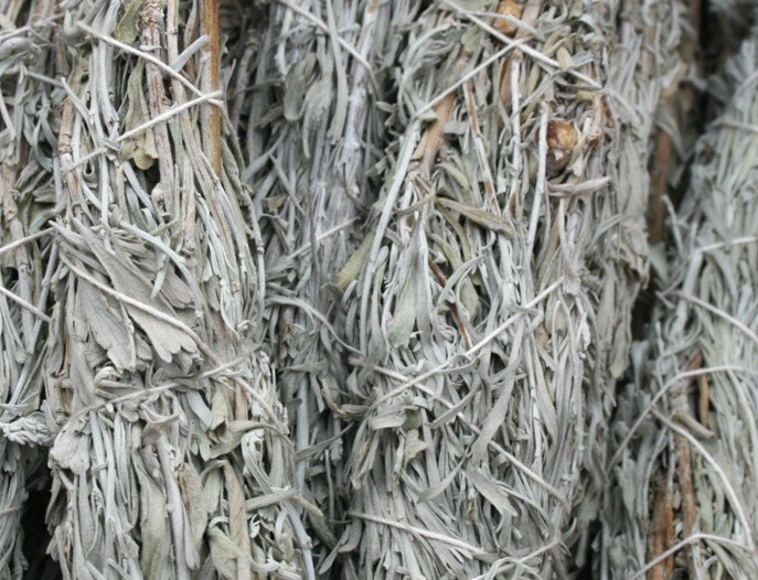 Observation, perception & sagacity: Deer Season and Elderberries