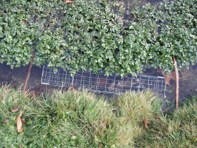 Trapping Supplies Review: Muskrat Colony Traps