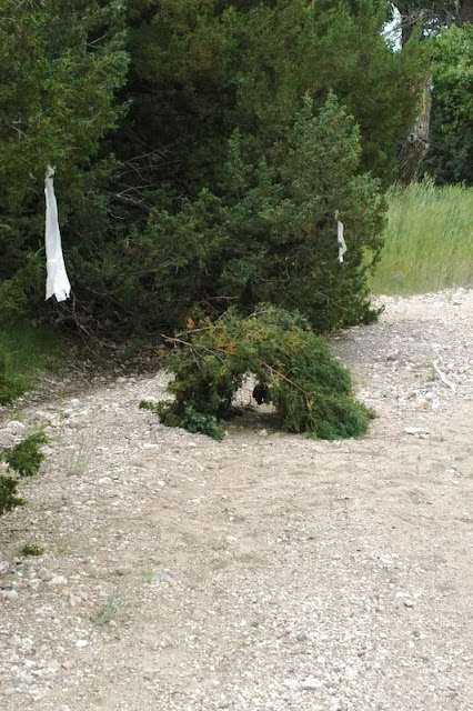 Trapping Supplies Review: Snare Set for Bobcats