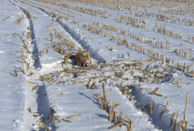 Trapping Supplies Review: Snaring Tire Tracks