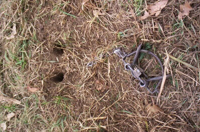 Trapping Supplies Review: Double-hole Trap Set for Fox