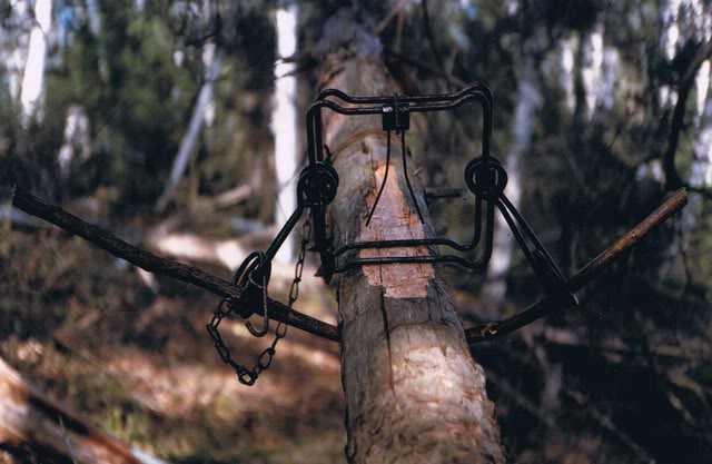 Trapping Supplies Review: Conibears on Leaning Pole Sets