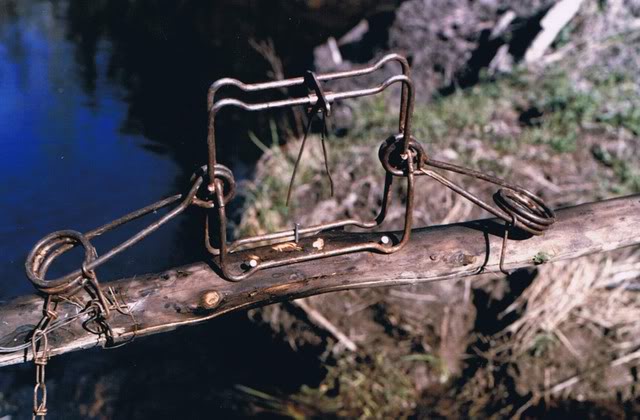 Trapping Supplies Review: Conibears on Leaning Pole Sets