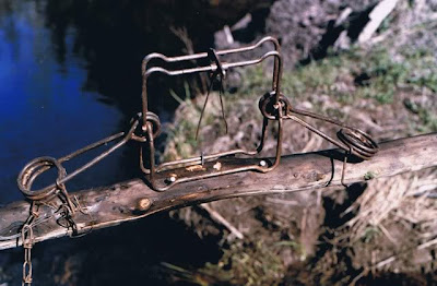 Trapping Supplies Review: Conibears on Leaning Pole Sets