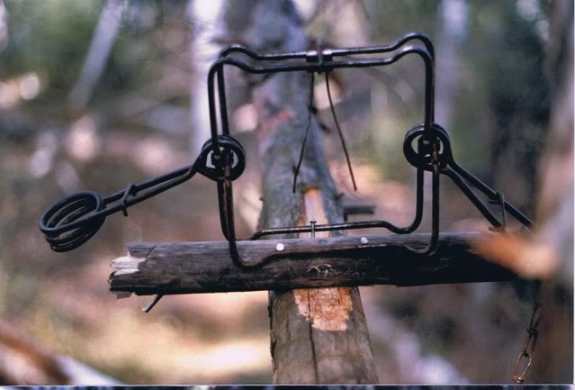 Trapping Supplies Review: Conibears on Leaning Pole Sets