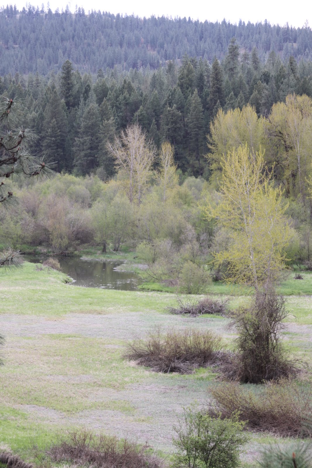 Pinkfrog Photography: Little Spokane River Natural Area