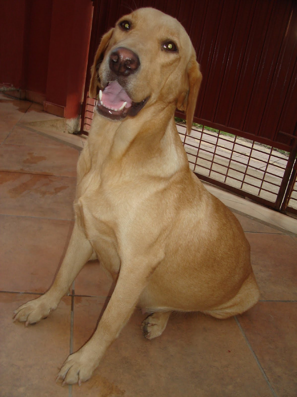 Cachorros Labradores: abril 2010