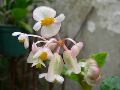 Fotos de Flores - Jardim da Preta: Begônia-Azedinha-do-Brejo