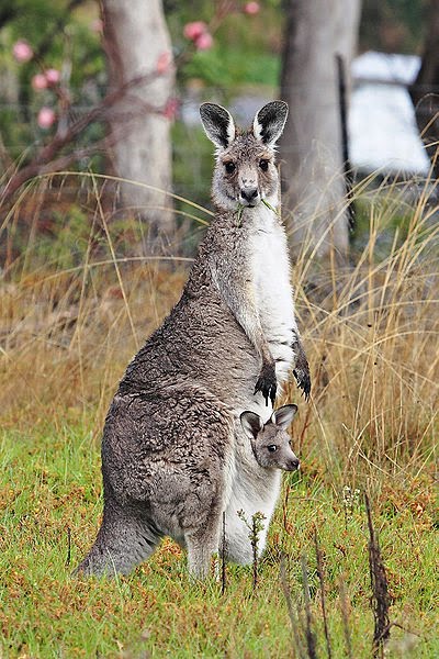 En-Uk's Animal Blog: Kangaroo