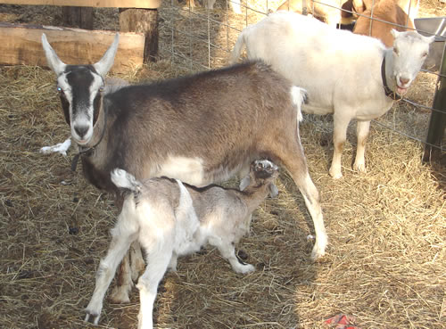 Saanen Goats: Saanen Goats Information