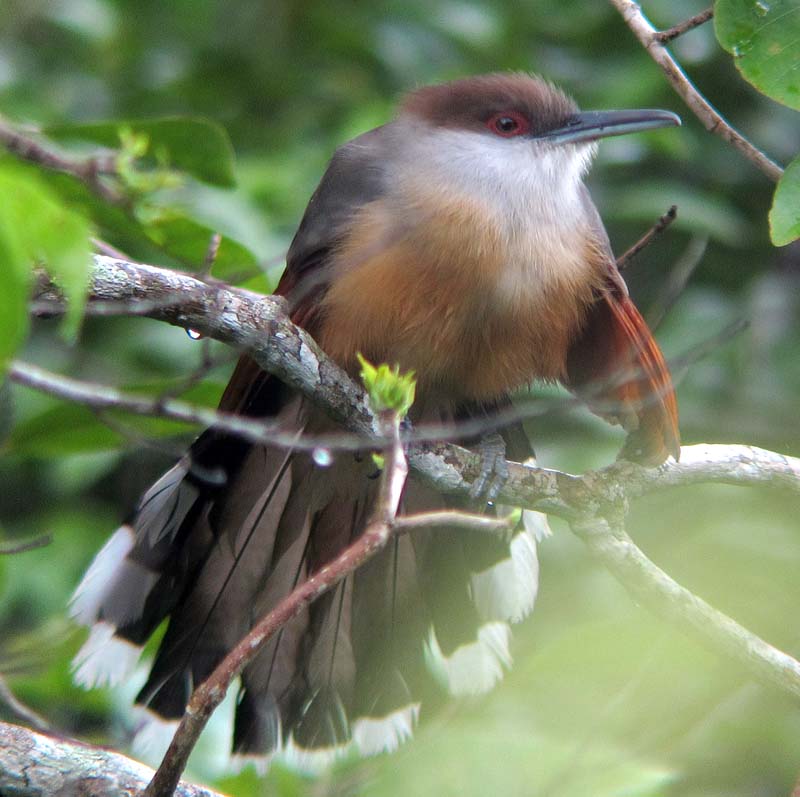 Birdernaturalist: WINGS Tour to Jamaica: Day 6,The Cockpit Country