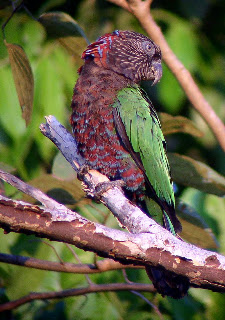 Loros de Sudamérica: Loro Cacique (Deroptyus Accipitrinus)