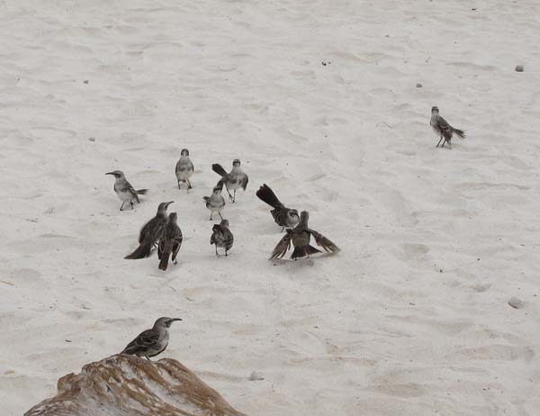 Birdernaturalist: The First Two Days of the WINGS Galapagos Tour