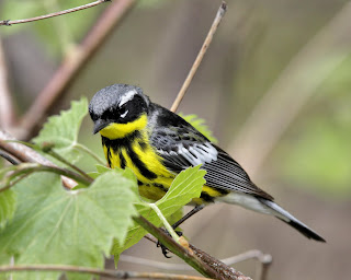 Birds from Behind : I'm STILL bored with snow!