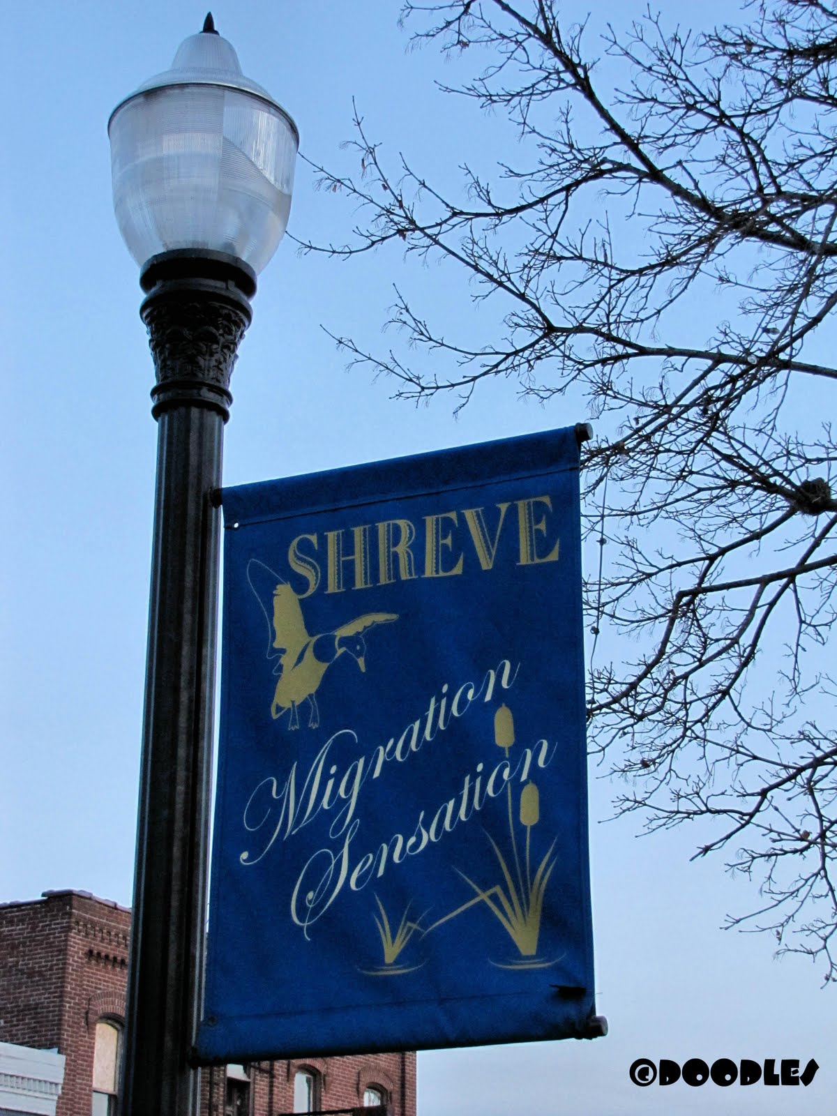 Birds from Behind : The further adventures of "Birding with Bob ...