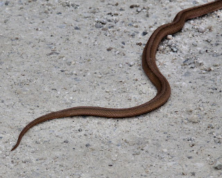Birds from Behind : 01 November 2009