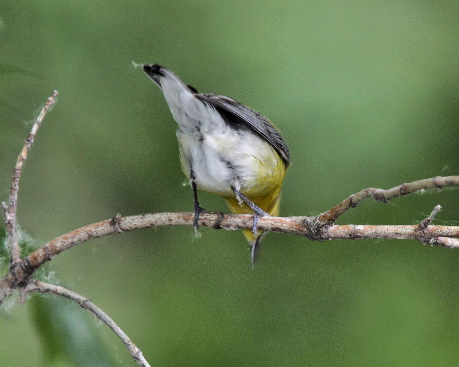 Birds from Behind : Best Butts of May!