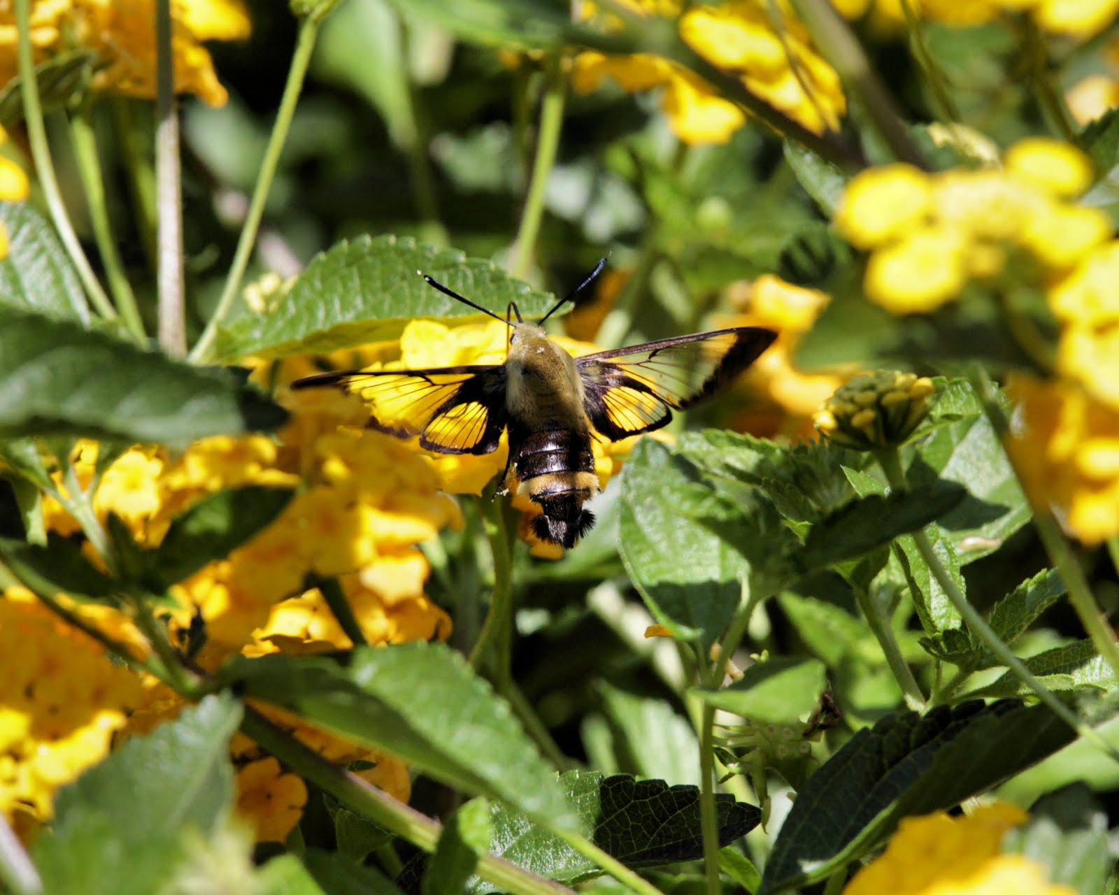 Birds from Behind : 11 July 2010