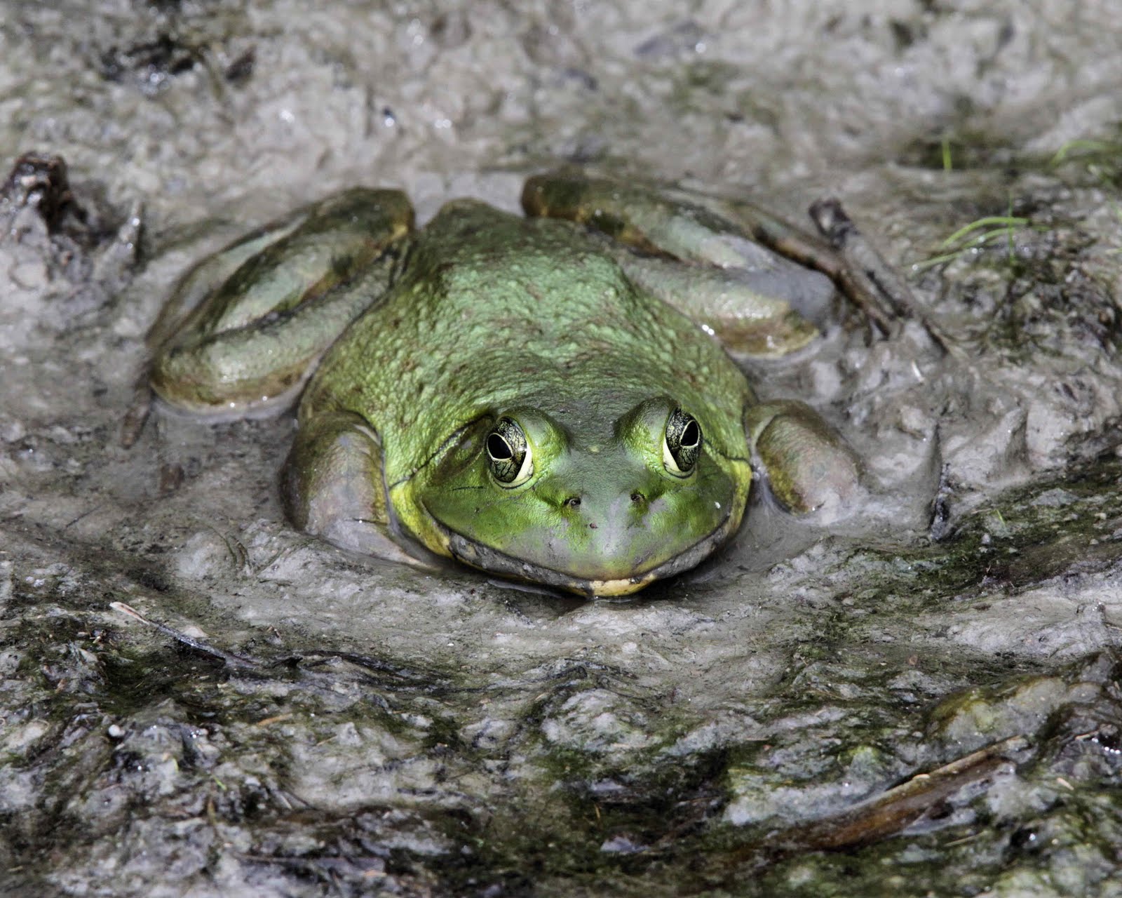 Birds from Behind : I Don't Give A Frogs Fat Fanny!...