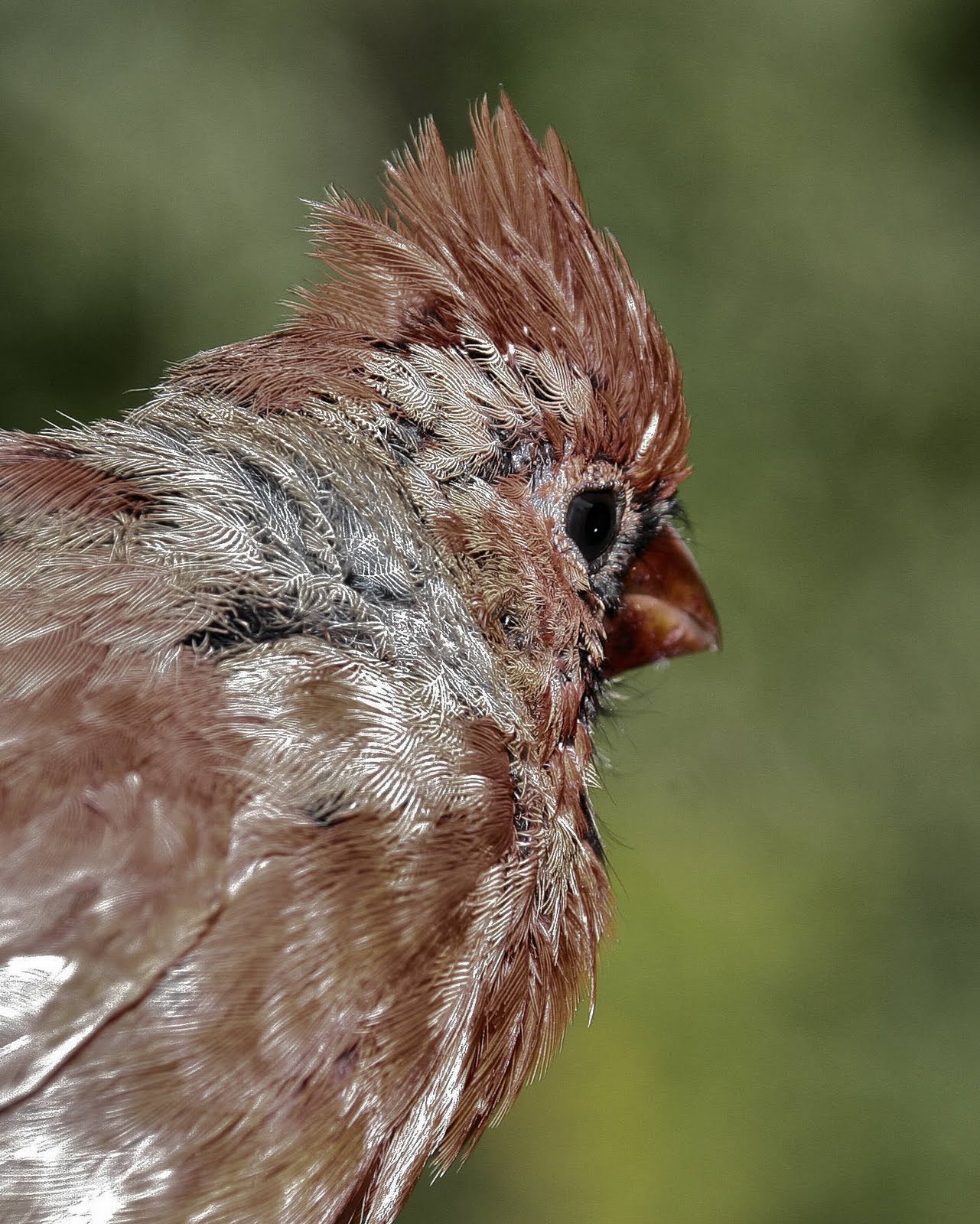 Birds from Behind : 19 September 2010