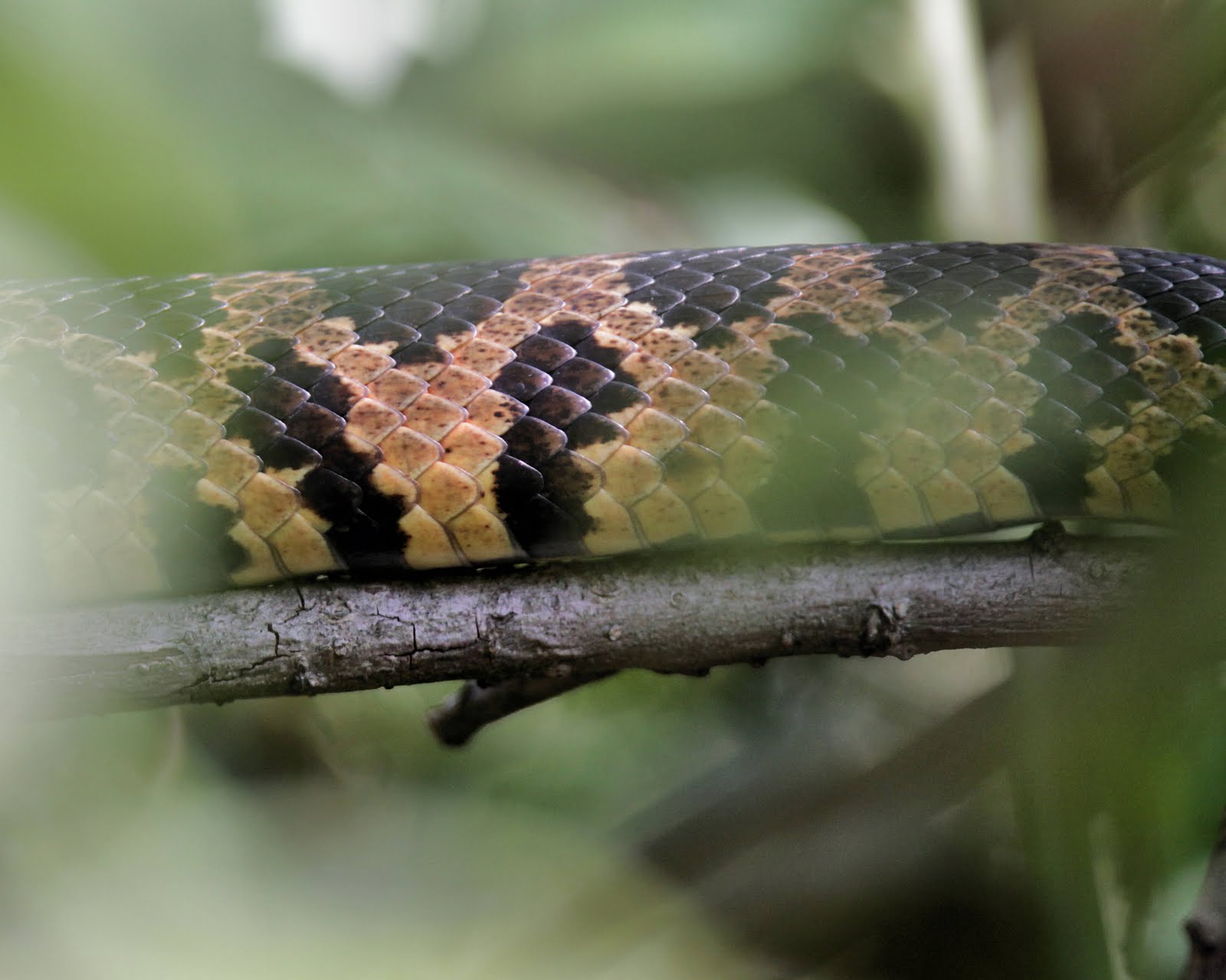 Birds from Behind : 19 September 2010