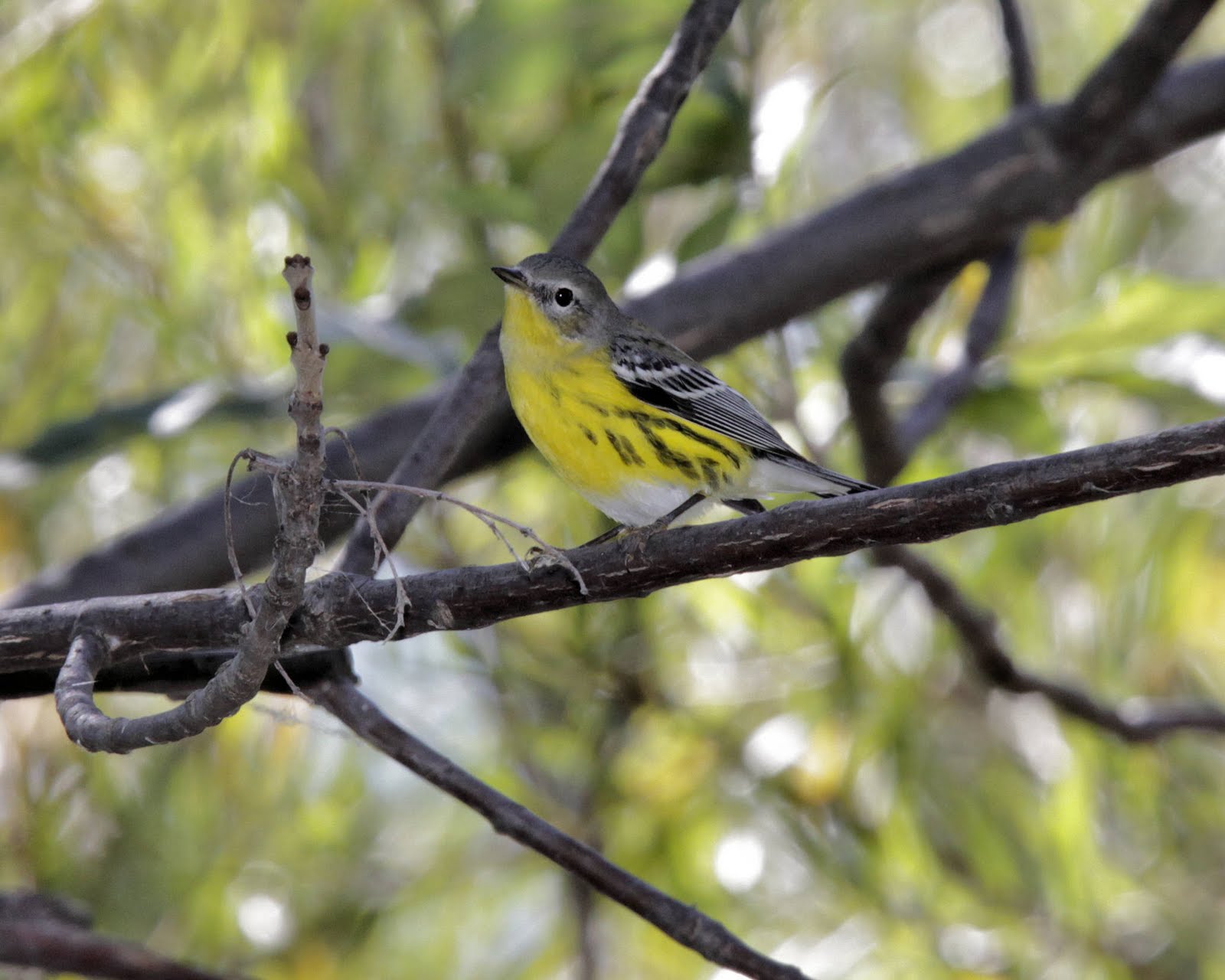 Birds from Behind : 19 September 2010