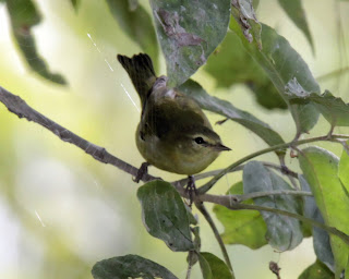 Birds from Behind : 26 September 2010