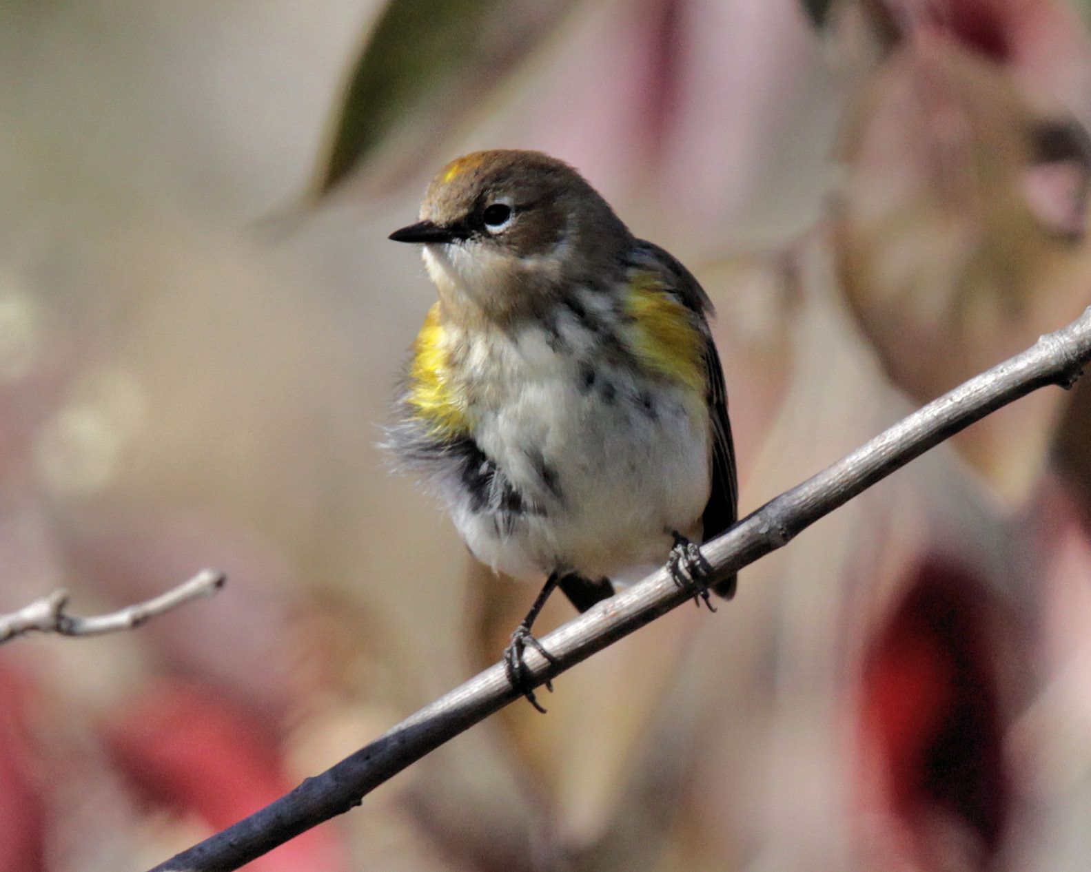 Birds from Behind : 17 October 2010