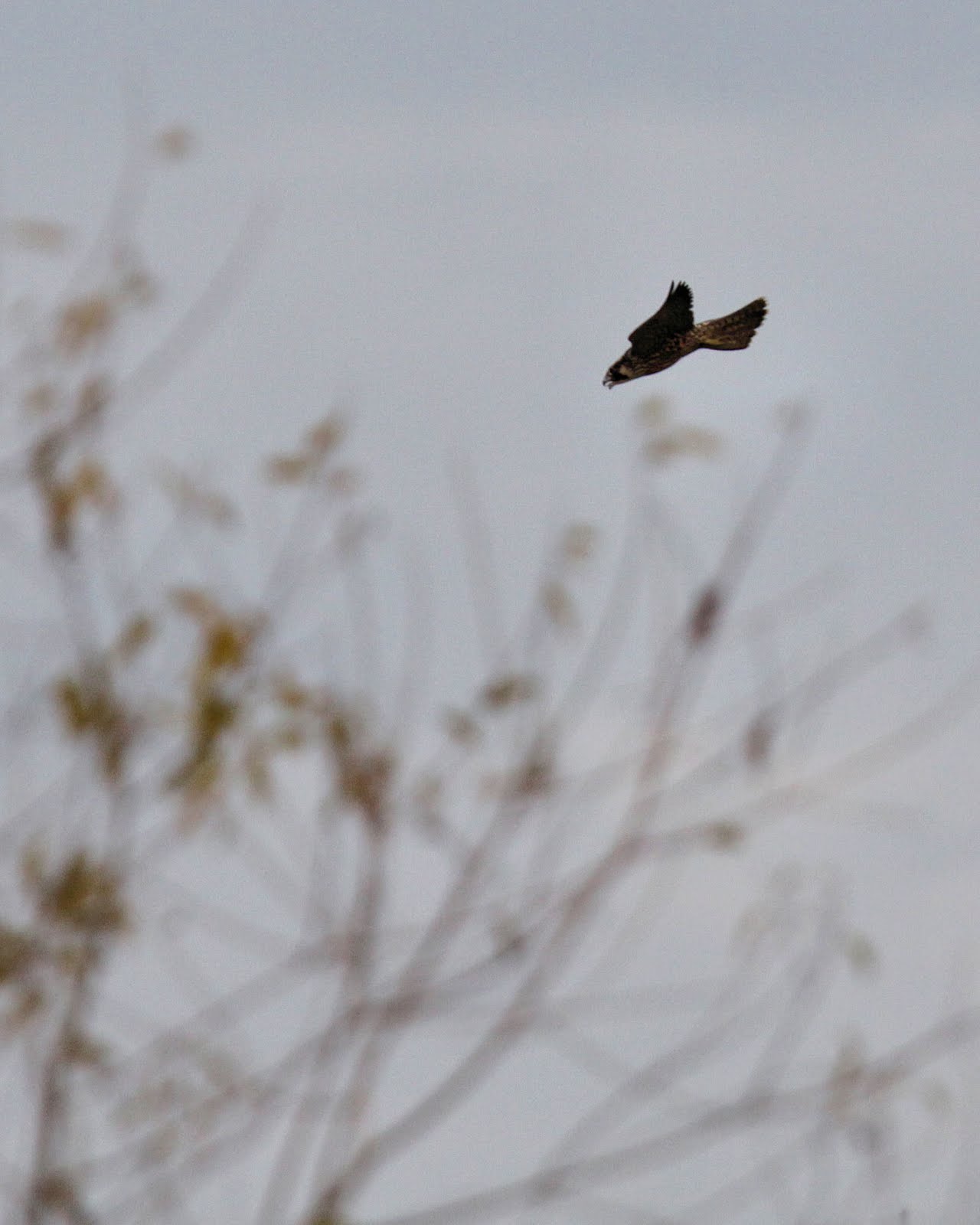 Birds from Behind : Birds From Behind...(trees that is)...