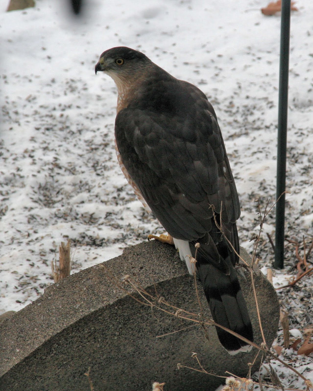 Birds from Behind : 26 December 2010